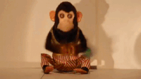 Chimpanzees GIFs - Get the best gif on GIFER