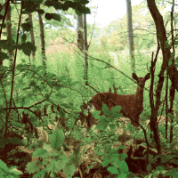 Wisconsin GIFs - Get the best gif on GIFER