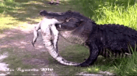 Alligator GIFs - Get the best gif on GIFER