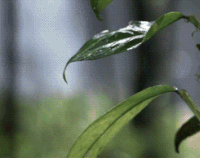 Frog GIFs - Get the best gif on GIFER