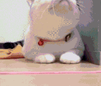 Thumbnail GIFs - Get the best gif on GIFER