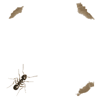 Ants GIFs - Get the best gif on GIFER