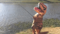 Catfish GIFs - Get the best gif on GIFER