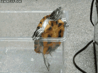 Tortoise GIFs - Get the best gif on GIFER