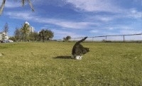 Stealthy GIFs - Get the best gif on GIFER