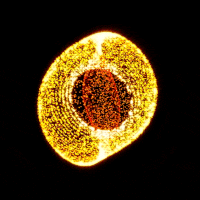 Starburst GIFs - Get the best gif on GIFER