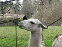 Lama GIFs - Get the best gif on GIFER