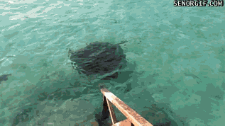Manta rays GIF - Conseguir o melhor gif em GIFER