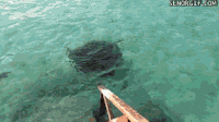 Manta rays GIFs - Get the best gif on GIFER