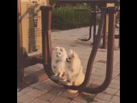 Wheeeee GIFs - Get the best gif on GIFER