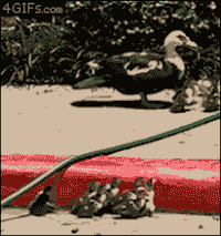 Duckling GIFs - Get the best gif on GIFER