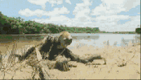 Mud GIFs - Get the best gif on GIFER