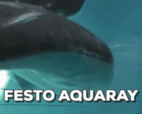 Festo GIFs - Get the best gif on GIFER