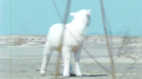 Lamb GIFs - Get the best gif on GIFER