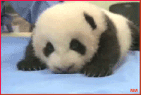 Baby panda GIFs - Get the best gif on GIFER