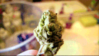 Kush GIFs - Get the best gif on GIFER