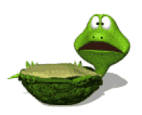 Tortoise GIFs - Get the best gif on GIFER