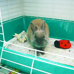 Whatta cutie GIF - Conseguir o melhor gif em GIFER