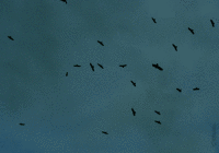 Flock GIFs - Get the best gif on GIFER