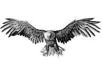 Eagle GIFs - Get the best gif on GIFER