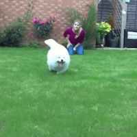 Fluffy GIFs - Get the best gif on GIFER