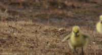 Hurrying GIFs - Get the best gif on GIFER