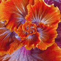 Garden GIFs - Get the best gif on GIFER