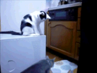 Forced GIFs - Get the best gif on GIFER