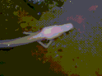 Salamanders GIFs - Obtenez le meilleur gif sur GIFER