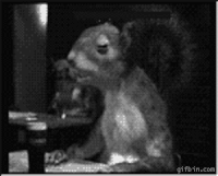 Squirrel GIFs - Get the best gif on GIFER