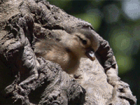 Leap GIFs - Get the best gif on GIFER