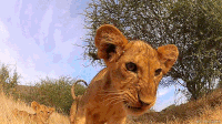 Lion GIFs - Get the best gif on GIFER