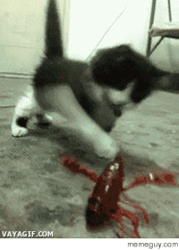Claws GIFs - Get the best gif on GIFER