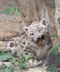 Leopard GIFs - Get the best gif on GIFER