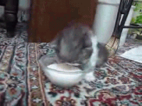 Persians GIFs - Get the best gif on GIFER