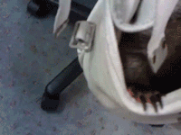 Wombat GIFs - Get the best gif on GIFER