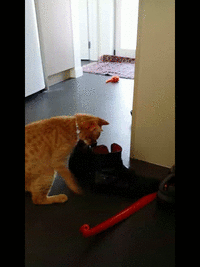 Pounces GIFs - Get the best gif on GIFER