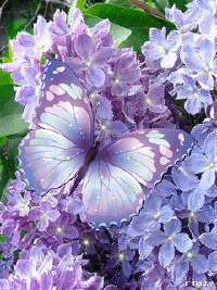 Pinterest GIFs - Get the best gif on GIFER