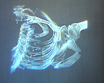 Ribcage GIFs - Get the best gif on GIFER