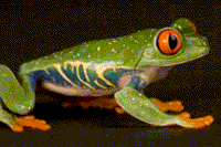 Amphibian GIFs - Get the best gif on GIFER