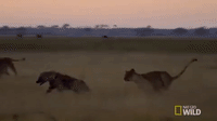Hyenas GIFs - Get the best gif on GIFER