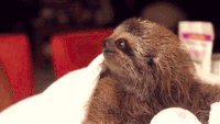 Sloths GIFs - Get the best gif on GIFER