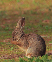 Rabbit GIFs - Get the best gif on GIFER
