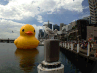 Quacking GIFs - Get the best gif on GIFER