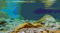 River GIFs - Get the best gif on GIFER