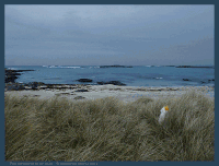 Scotland GIFs - Get the best gif on GIFER