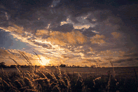 Wheat field GIFs - Get the best gif on GIFER