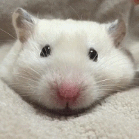 Dawwww GIFs - Get the best gif on GIFER