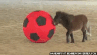 Mini horse GIFs - Get the best gif on GIFER