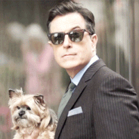 Yorkies GIFs - Get the best gif on GIFER